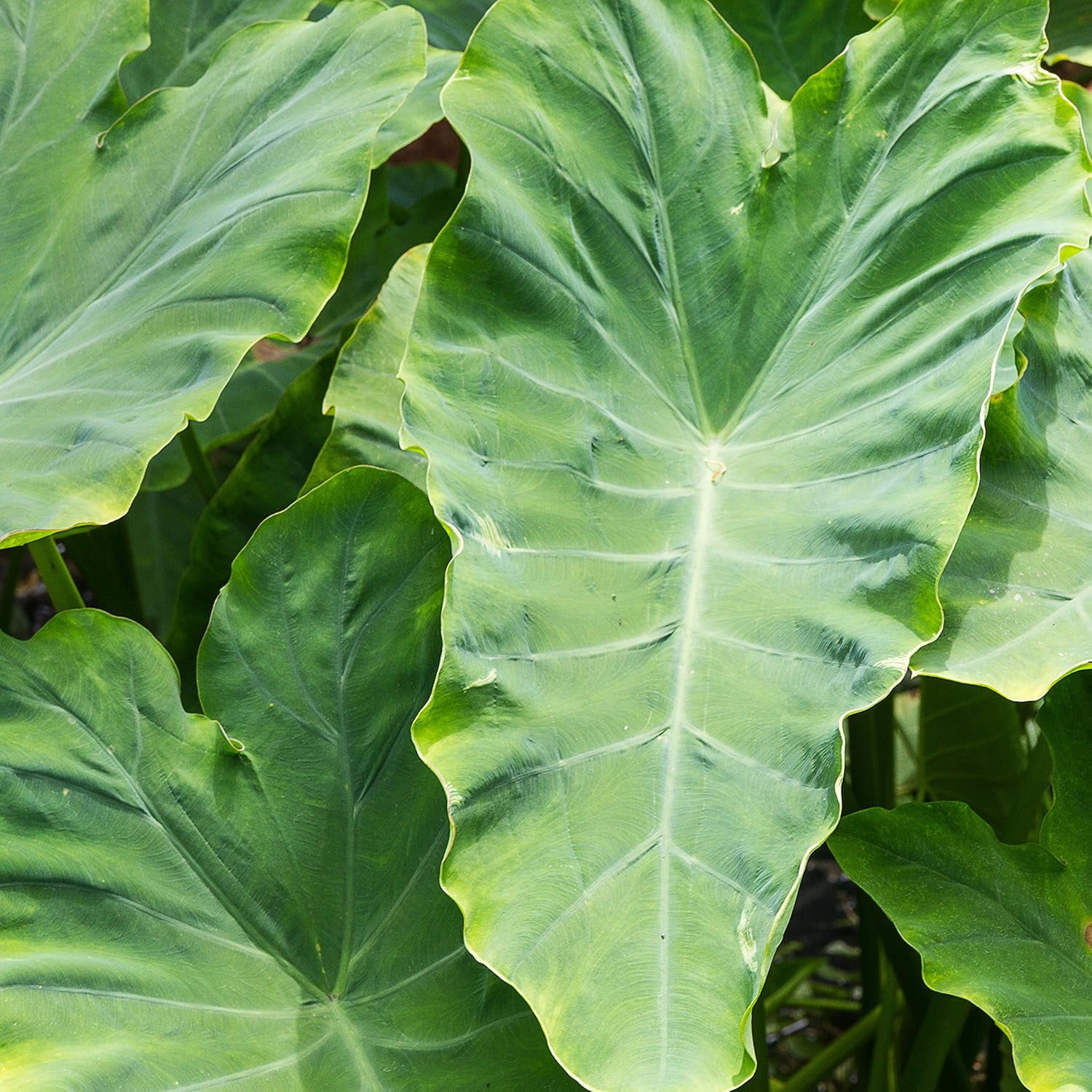 Elephant Ear Flower Bulb - Colocasia esculenta - Blooms All Summer ...