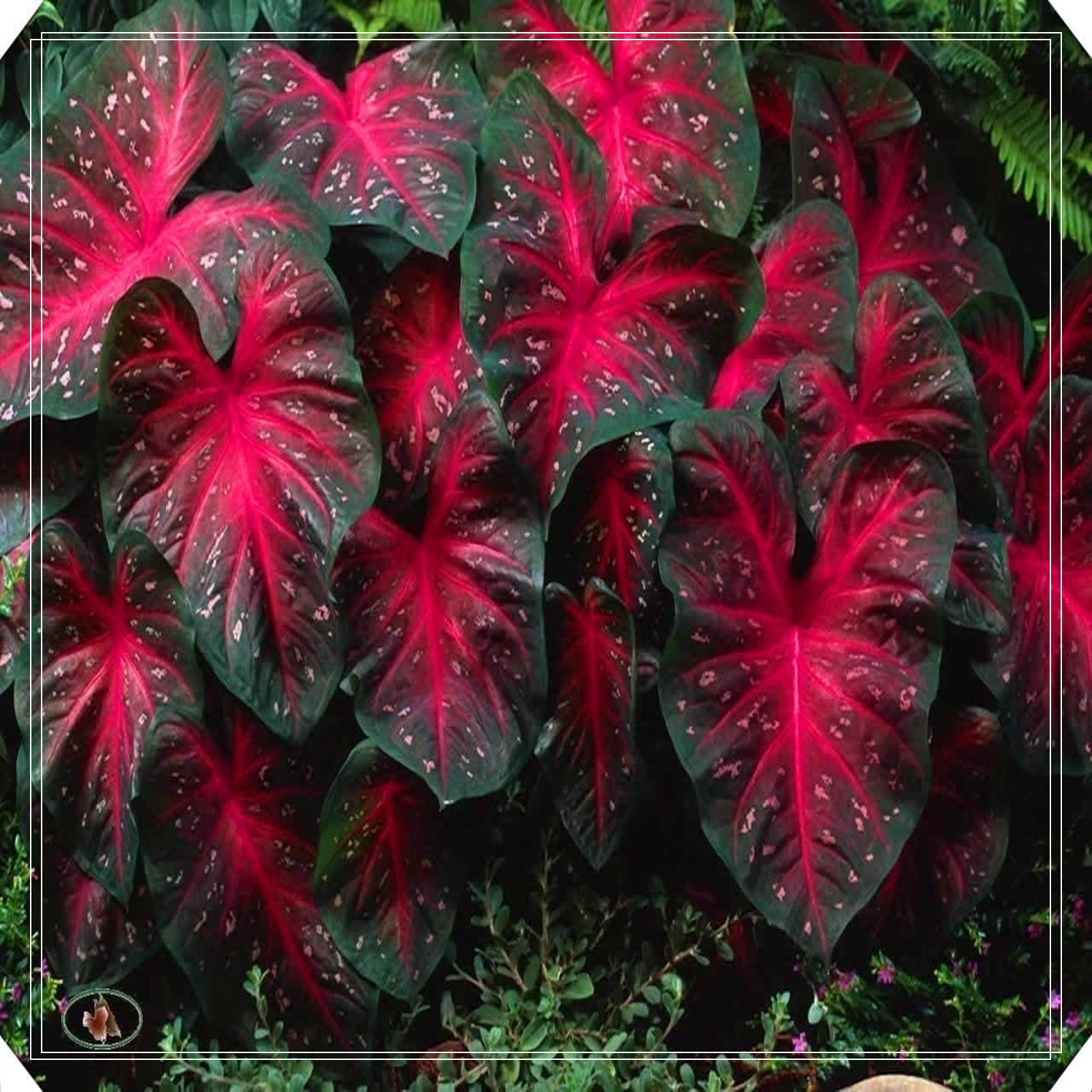 Elephant Ear, Garden (Perennial Large Elephant Ear) Long Lasting, Rich ...