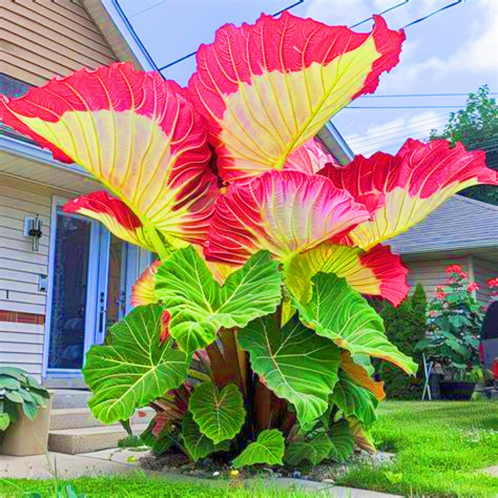 Elephant Ear Gardens Gift Beautiful Environment Planting for Pots ...