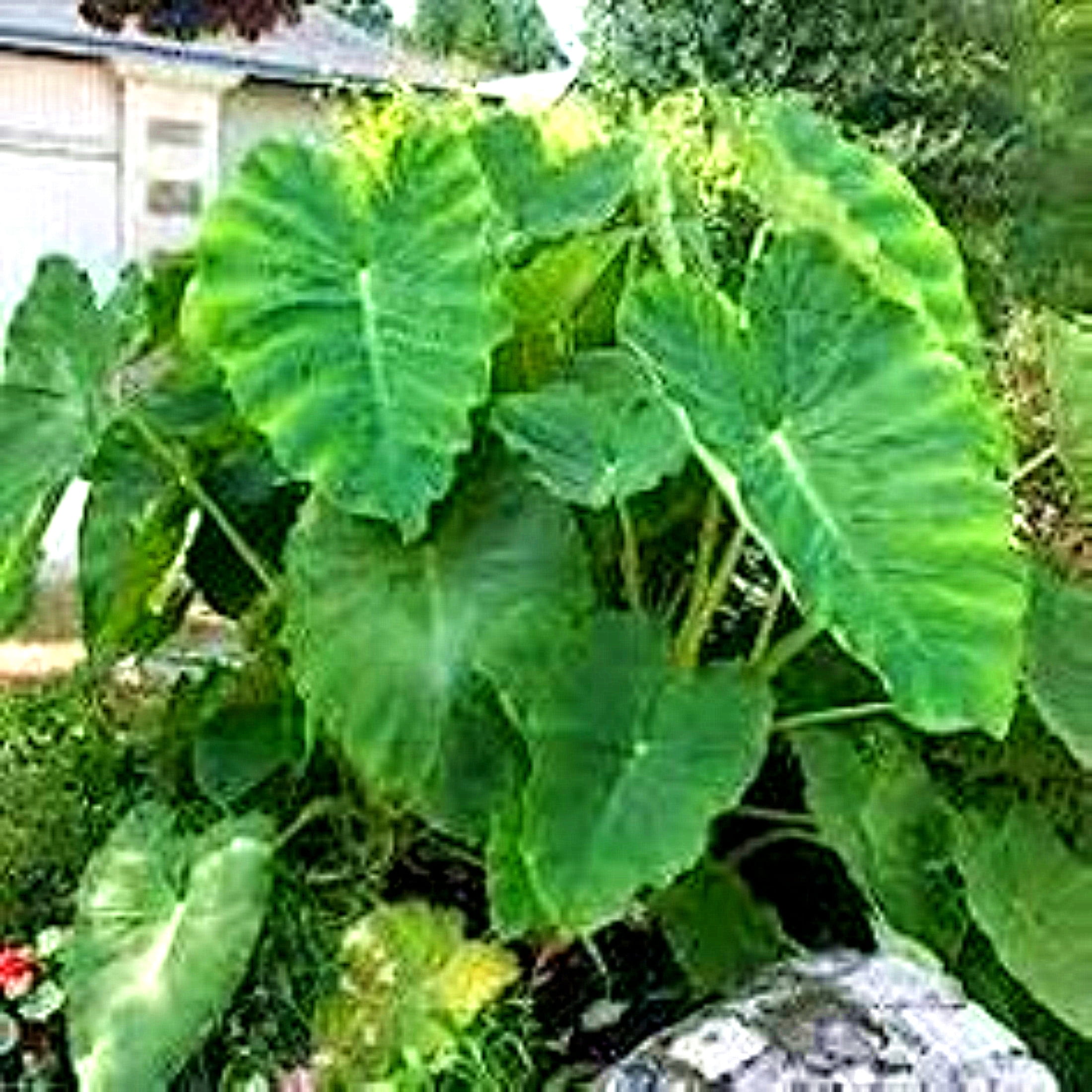 Elephant Ear Ornamental Broad Leaves - Natural Greenery, Creating a ...