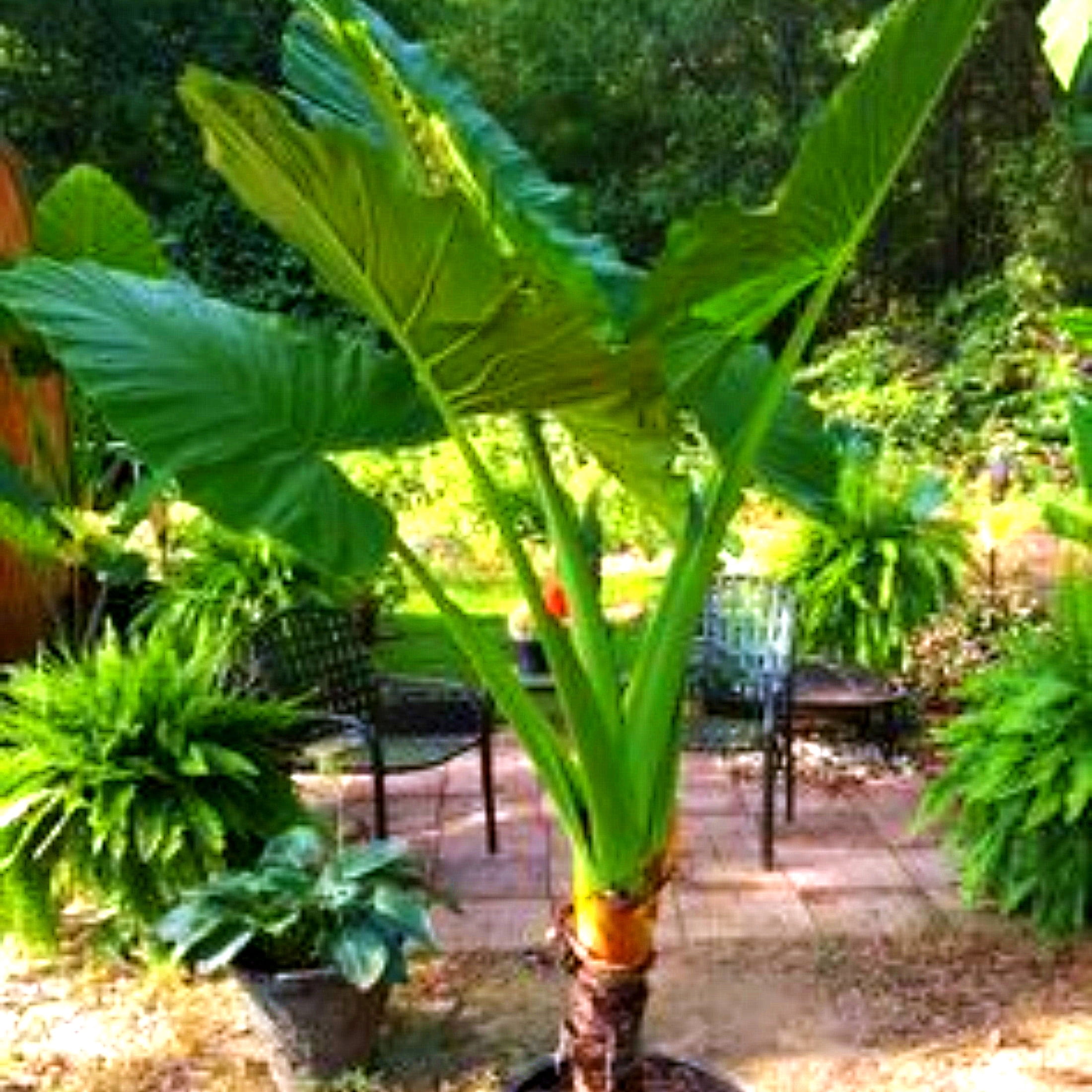 Elephant Ear Ornamental Broad Leaves - Natural Greenery, Creating a ...