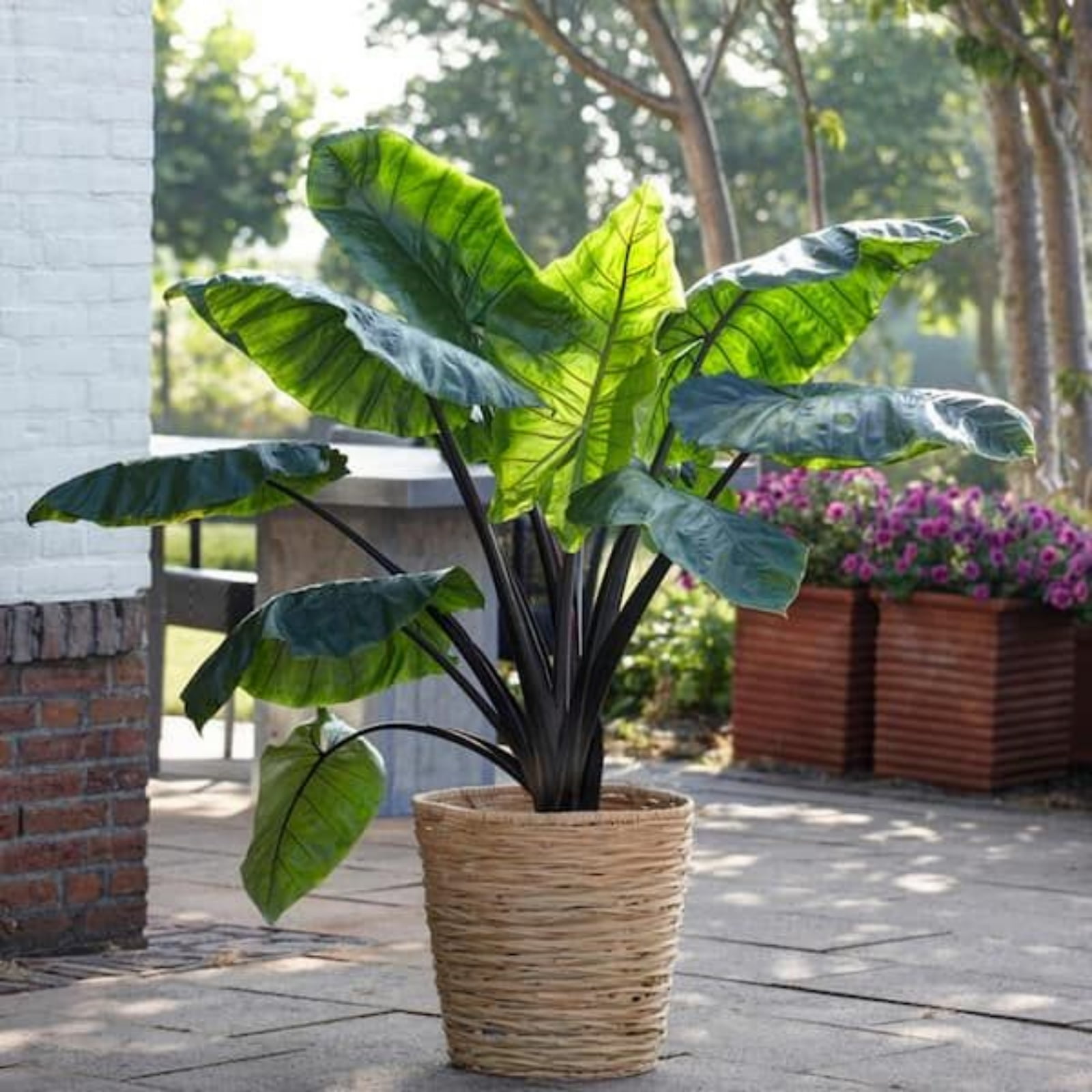 Elephant Ear - Perfect for Borders - Stylish Potted Masterpieces ...
