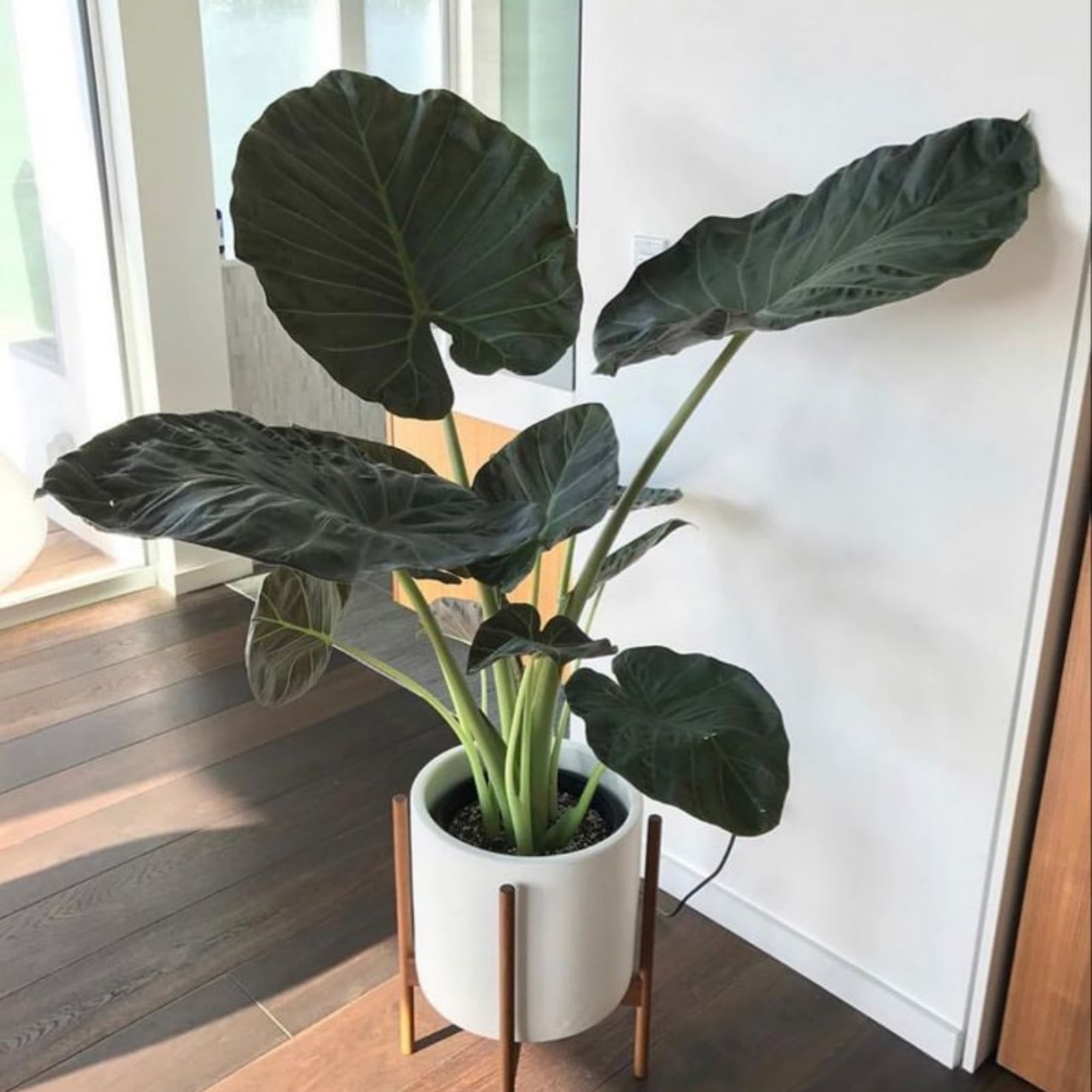 Elephant Ear - Perfect for Borders - Stylish Potted Masterpieces ...