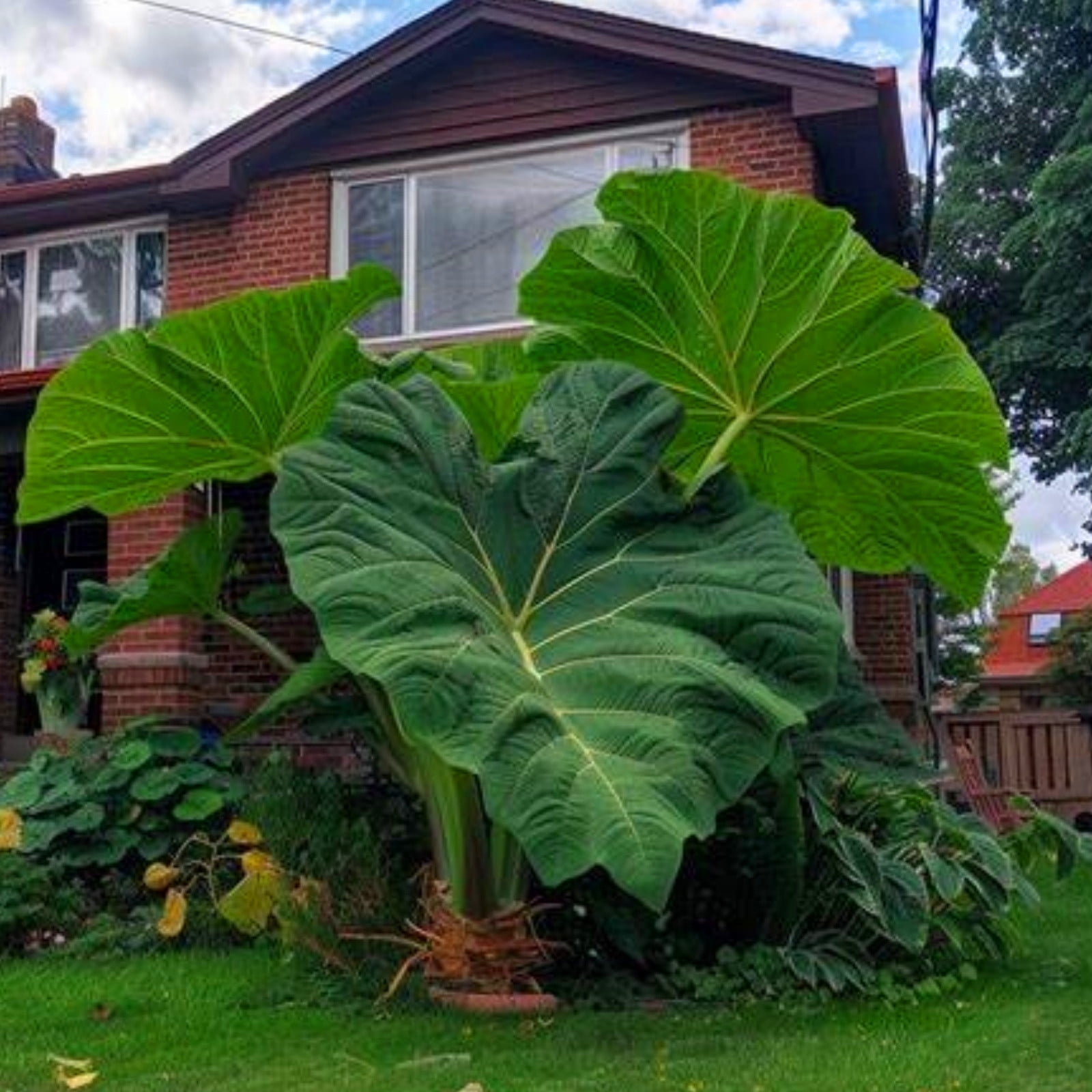 Elephant Ear Plant. Low maintenance - versatile - adaptable to many ...