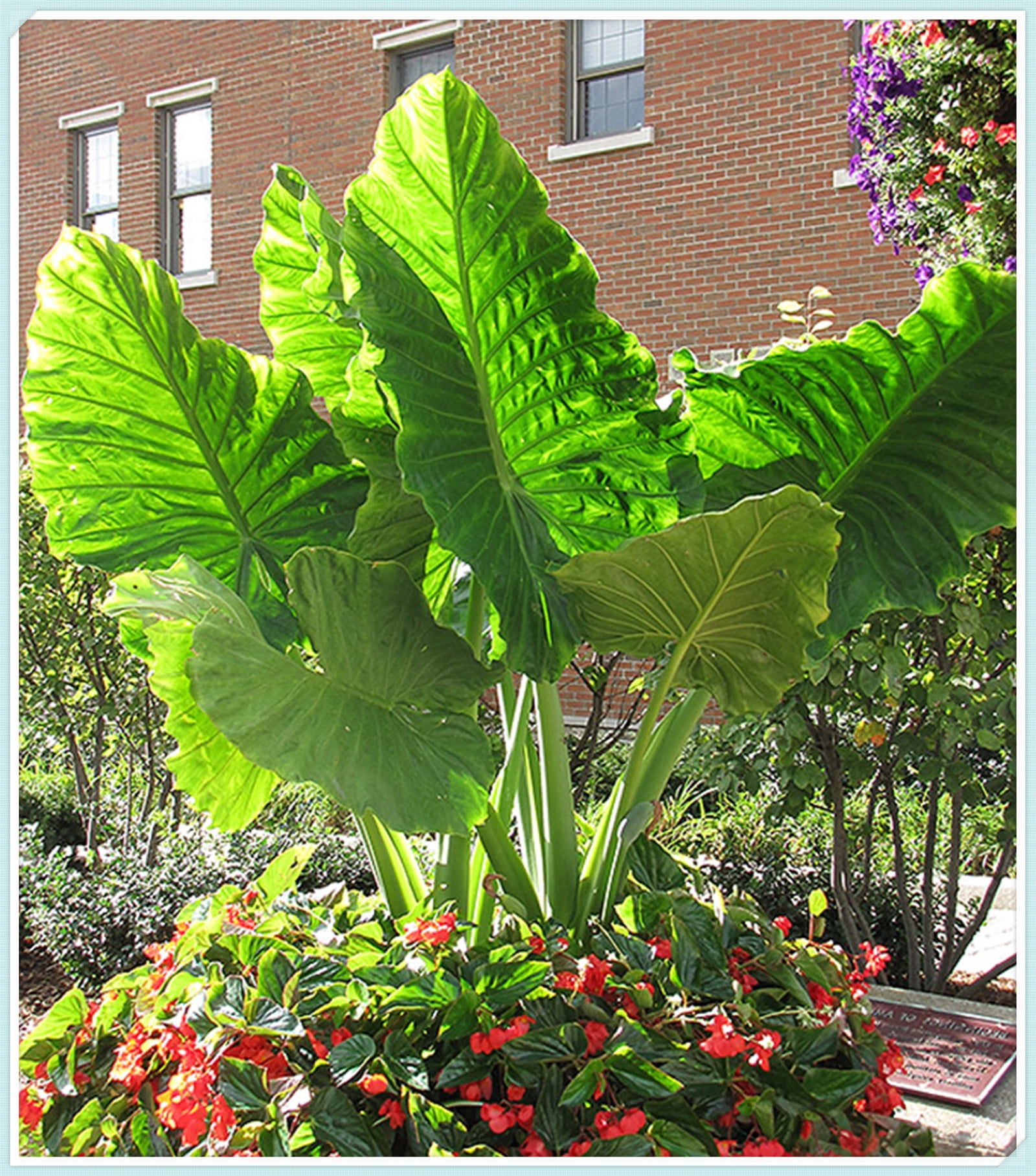 Elephant Ear Plant for Sale - Easy-to-Grow Year After Year - Walmart.com