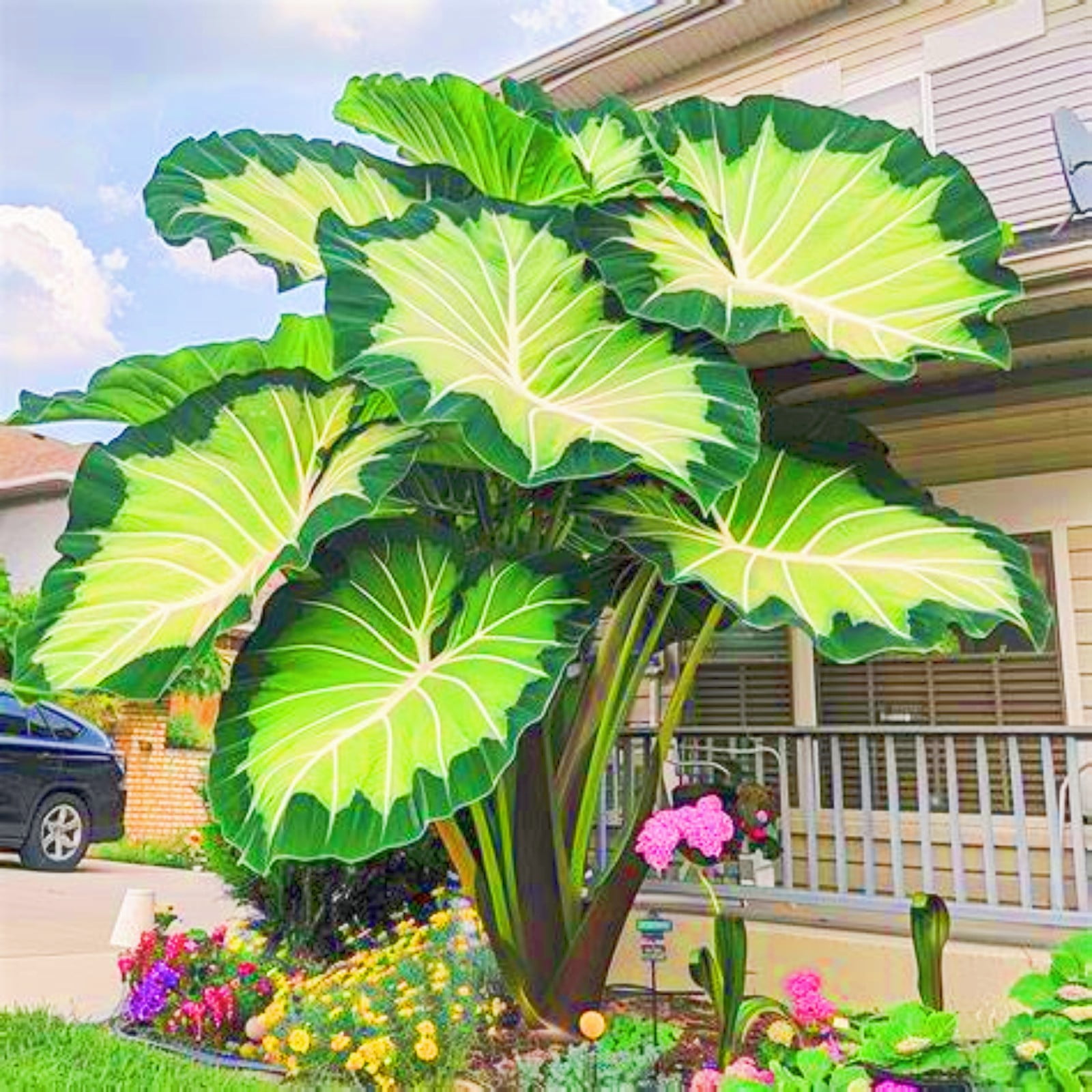 Elephant Ear Planting Beautiful Environment Planting for Pots - Walmart.com