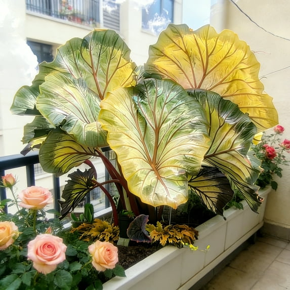 Elephant Ear Planting Bulbs,Attractive,Perennial Herbs,Ornamental ...