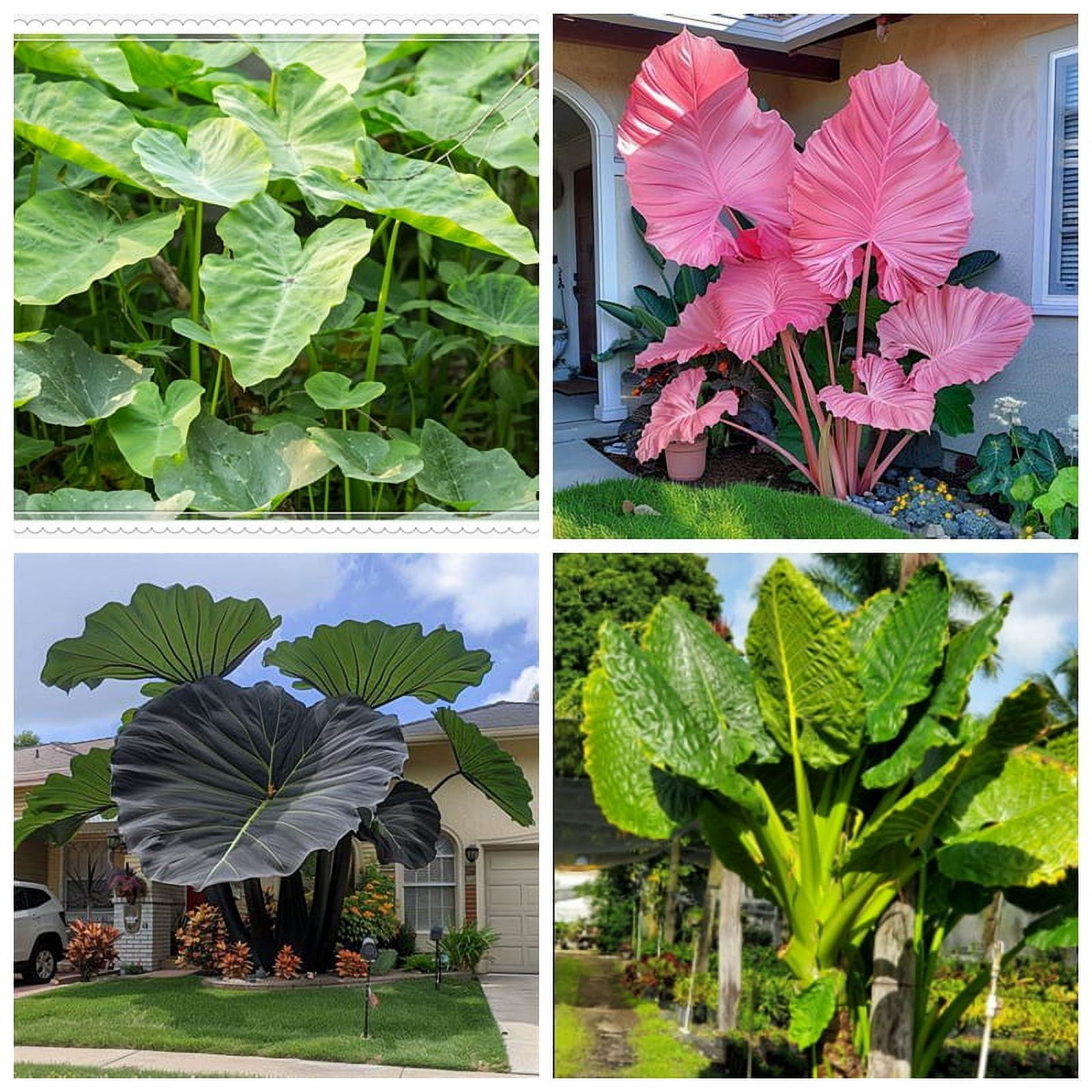 Elephant Ear，Pots to Grow Fall or Spring Indoor or Outdoor(Elephant Ear ...