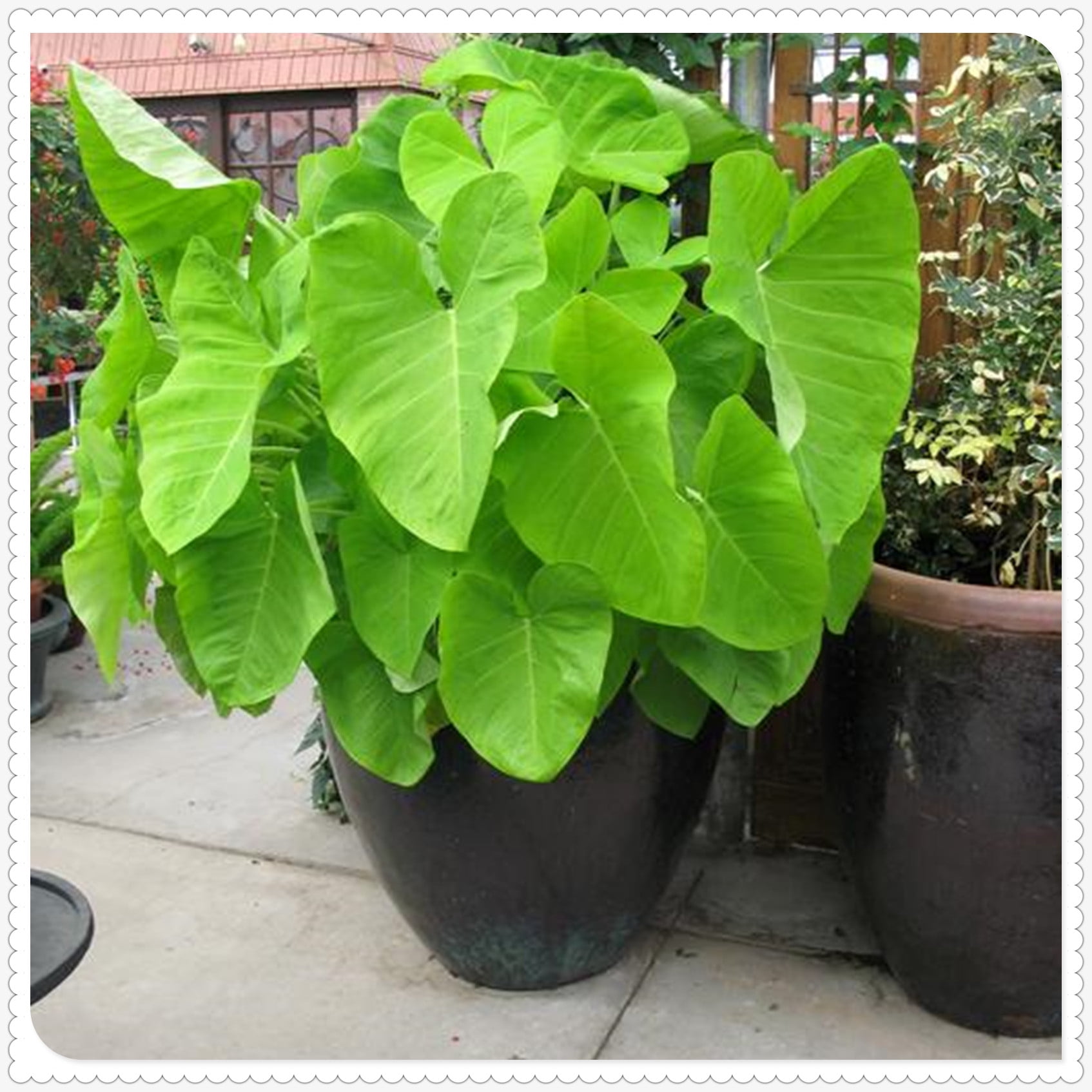 Elephant Ear，Pots to Grow Fall or Spring Indoor or Outdoor(Elephant Ear ...