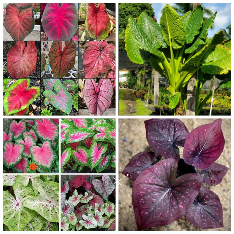 Elephant Ear，Pots to Grow Fall or Spring Indoor or Outdoor(Elephant Ear ...