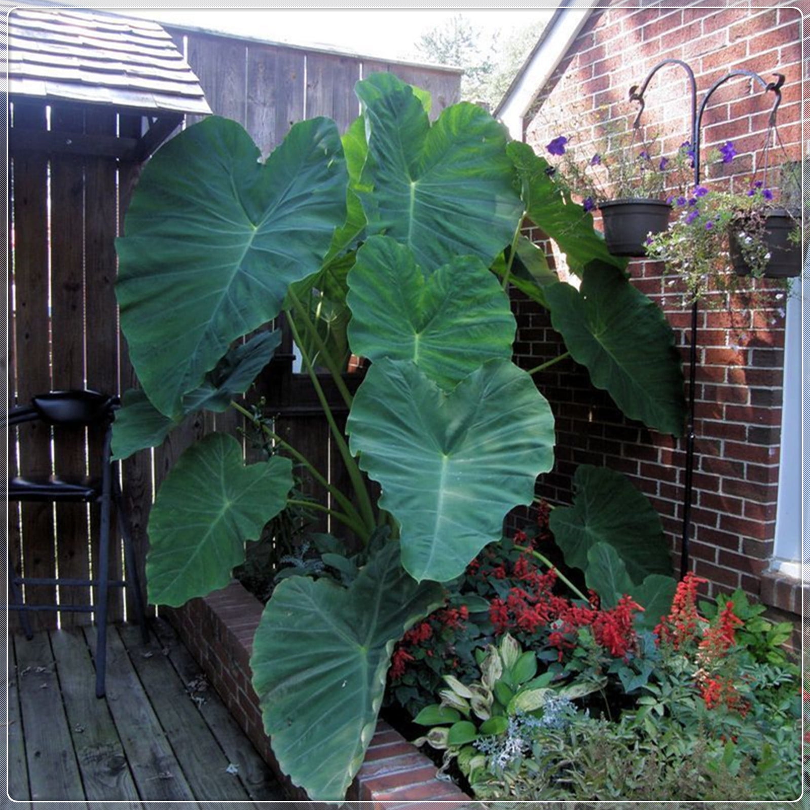 Elephant Ear，Pots to Grow Fall or Spring Indoor or Outdoor(Elephant Ear ...