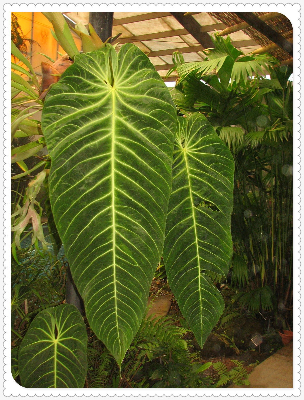 Elephant Ear，Pots to Grow Fall or Spring Indoor or Outdoor(Elephant Ear ...