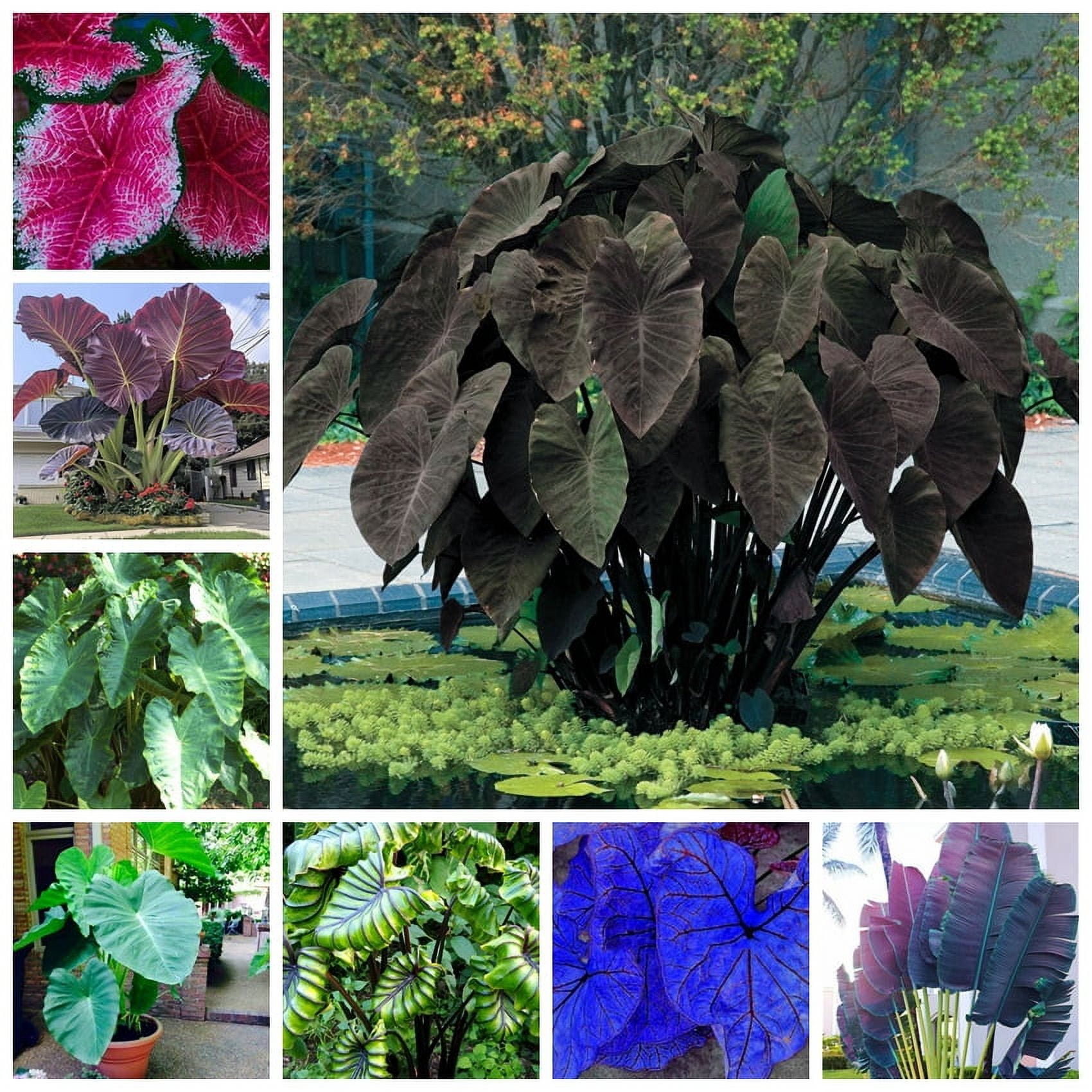 Elephant Ear，Pots to Grow Fall or Spring Indoor or Outdoor(Elephant Ear ...