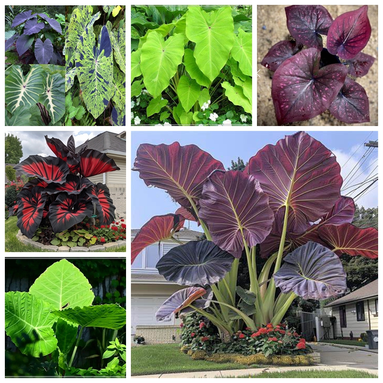 Elephant Ear，Pots to Grow Fall or Spring Indoor or Outdoor(Elephant Ear ...