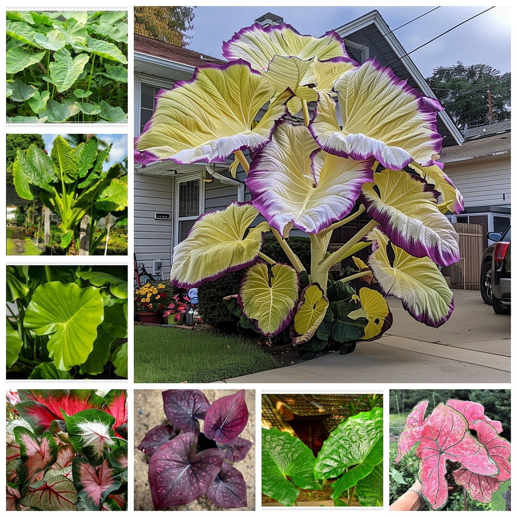 Elephant Ear，Pots to Grow Fall or Spring Indoor or Outdoor(Elephant Ear ...