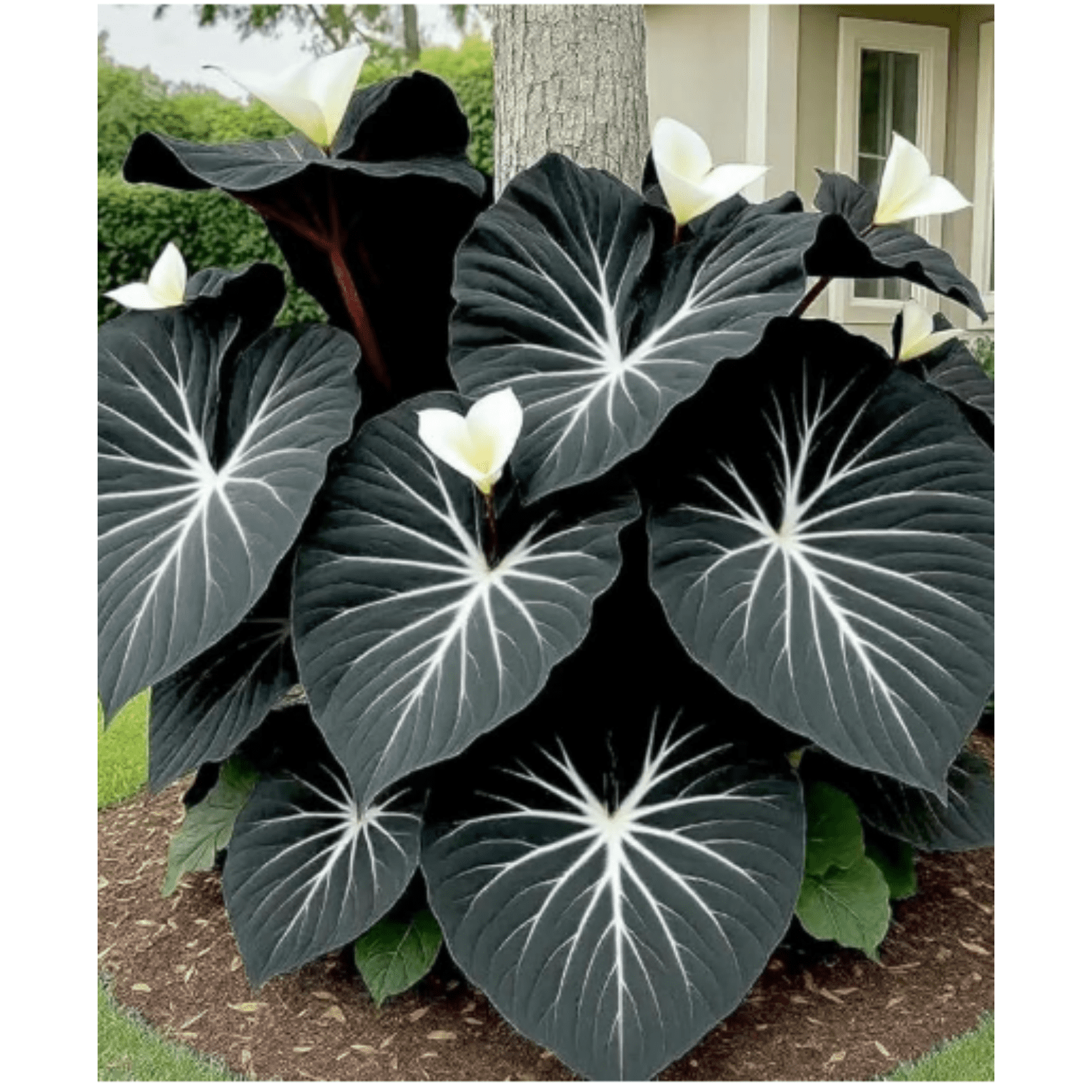 Elephant Ear For Sale- Grow Simple -Iridescent-Elephant Ear Potting Mix ...