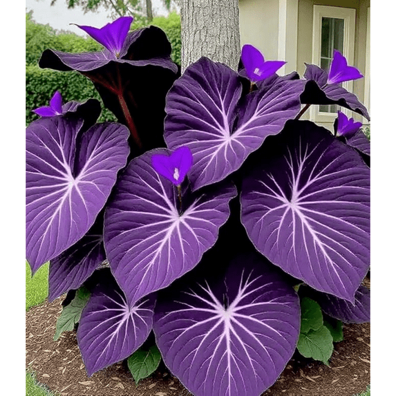 Elephant Ear For Sale- Grow Simple -Iridescent-Elephant Ear Potting Mix ...