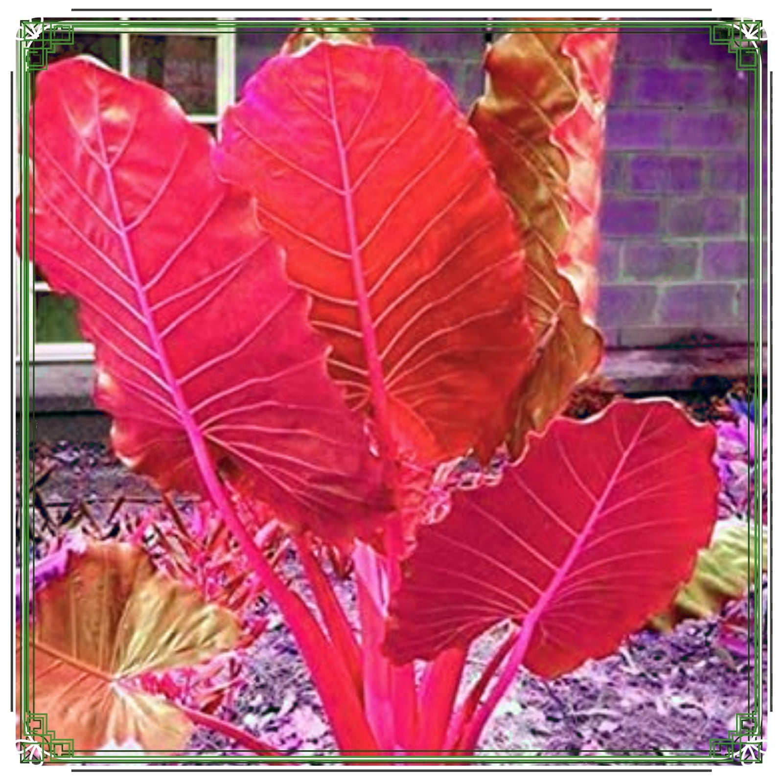 Elephant Ear Simple to Grow Planting Beautiful Environment Planting for ...
