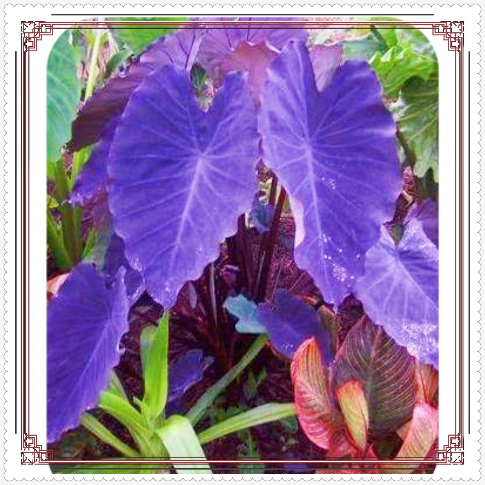 Elephant Ear Simple to Grow Pots Ornaments Beautiful Environment ...