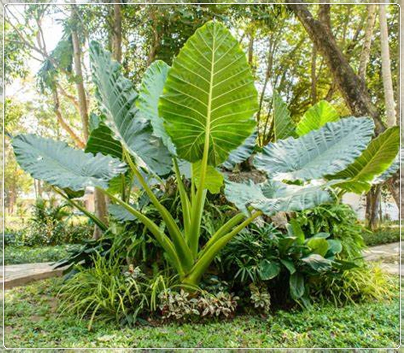Elephant Ear，Surprise to Grow Pots to Grow Fall or Spring Indoor or ...