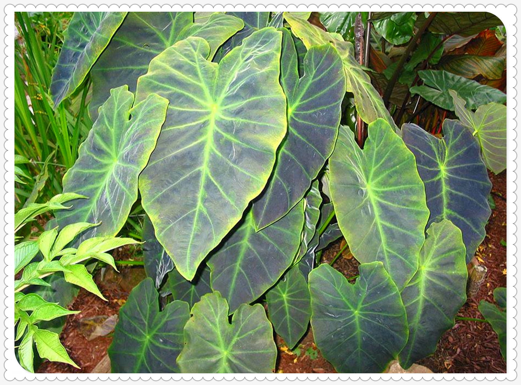 Elephant Ear，Surprise to Grow Pots to Grow Fall or Spring Indoor or ...