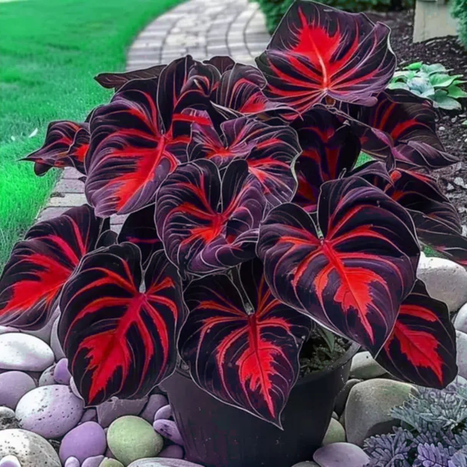 Elephant Ear Tropical Plants Gift for Plant Enthusiasts Highly ...