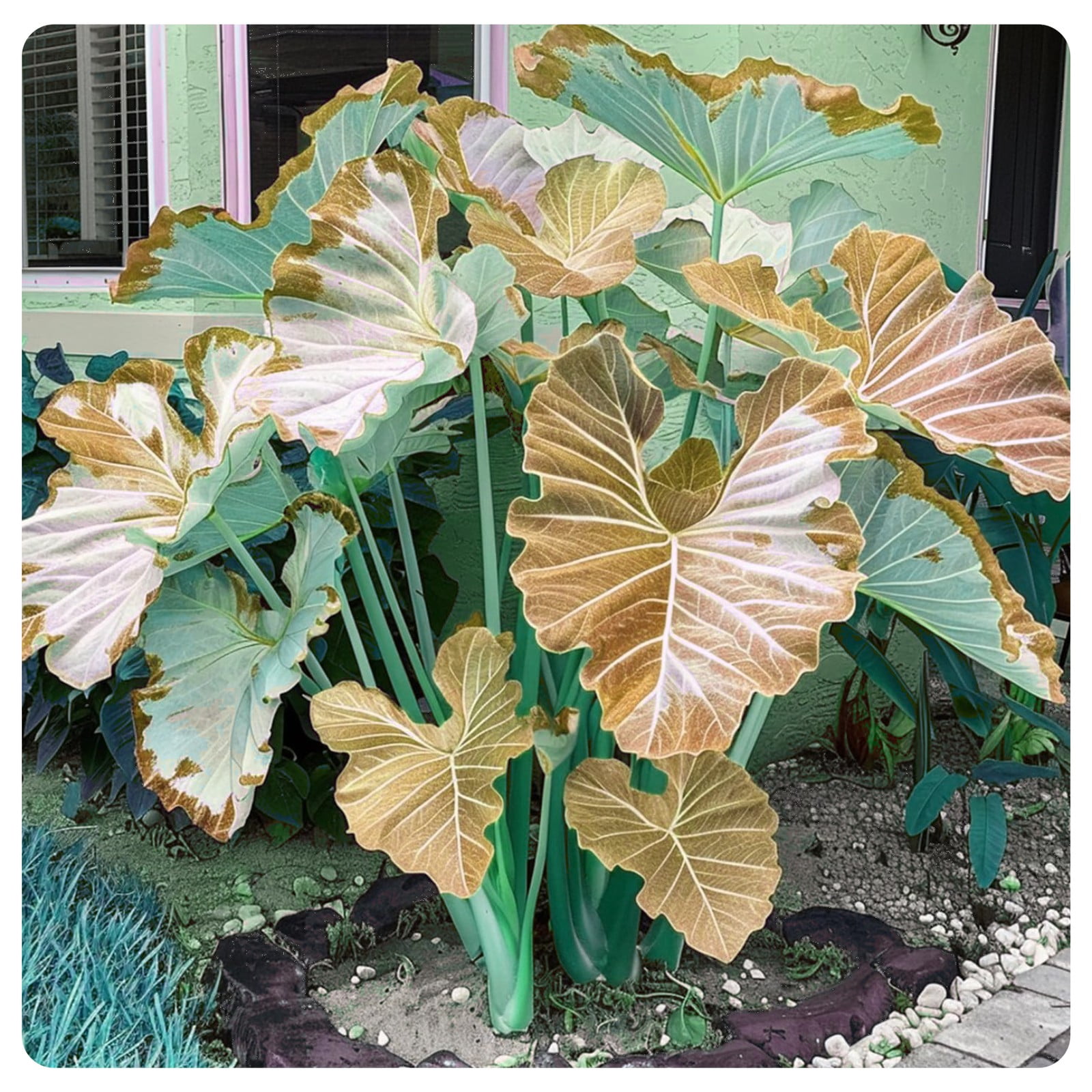 Elephant Ear Tropical Plants Gift for Plant Enthusiasts Highly ...