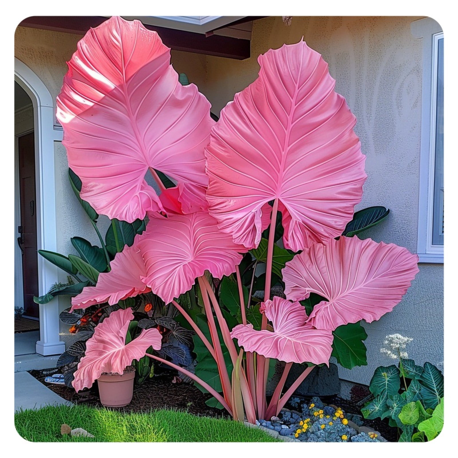 Elephant Ear Tropical Plants Gift for Plant Enthusiasts Highly ...