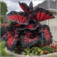 Elephant Ear for Planting-(Non-Artificial)-Easy to Grow & Quick Drought ...
