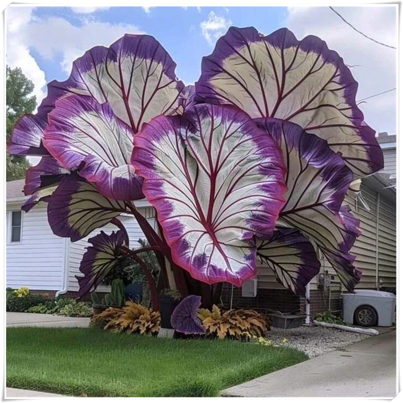 Elephant Ear for Planting-(Non-Artificial)-Easy to Grow & Quick Simple ...