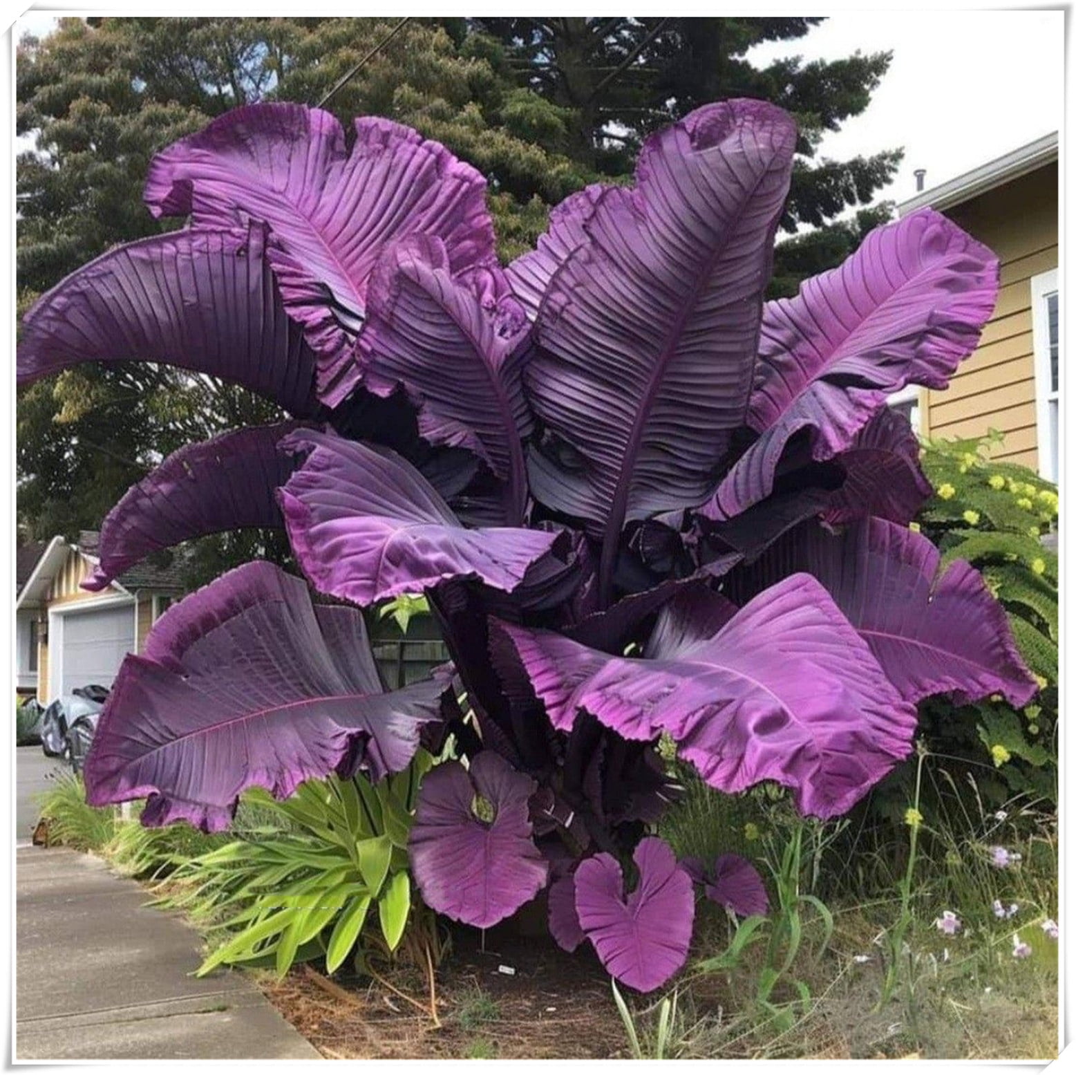 Elephant Ear for Planting-(Non-Artificial)-Easy to Grow & Quick Simple ...