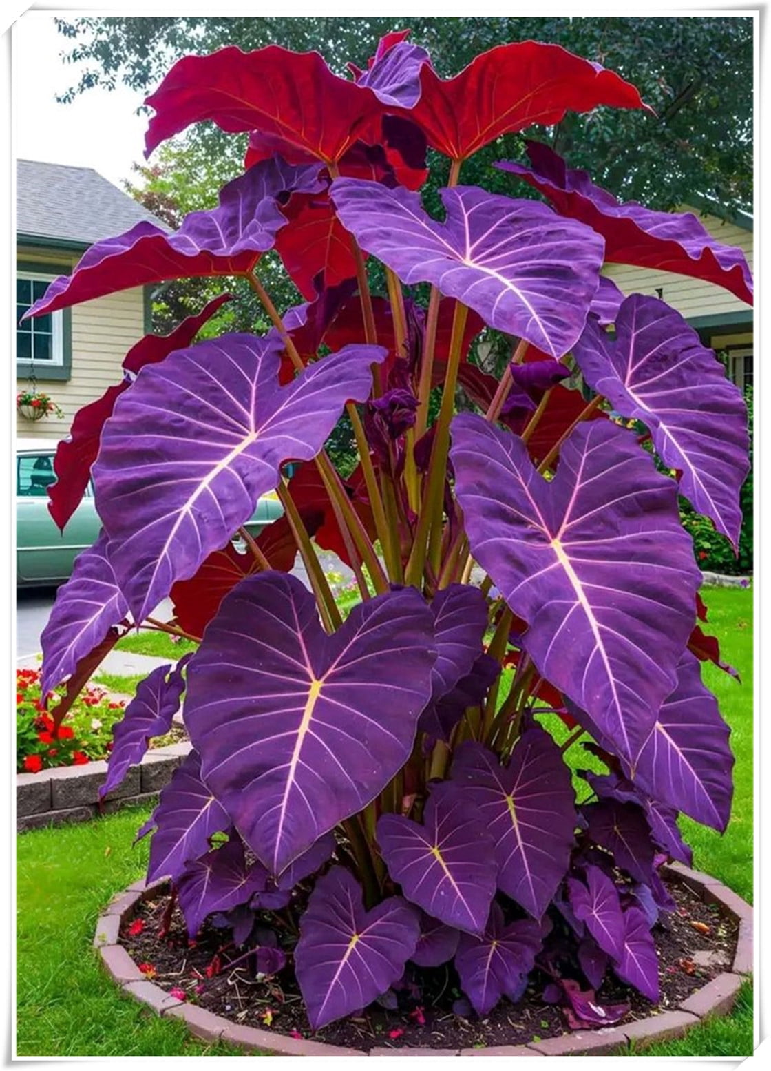 Elephant Ear for Planting-(Non-Artificial)-Easy to Grow & Quick Simple ...
