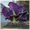 Elephant Ear for Planting-(Non-Artificial)-Easy to Grow & Quick Simple ...
