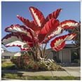 Elephant Ear for Planting-(Non-Artificial)-Easy to Grow & Quick Simple ...