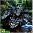 Elephant Ear for Planting-(Non-Artificial)-Easy to Grow & Quick Simple ...