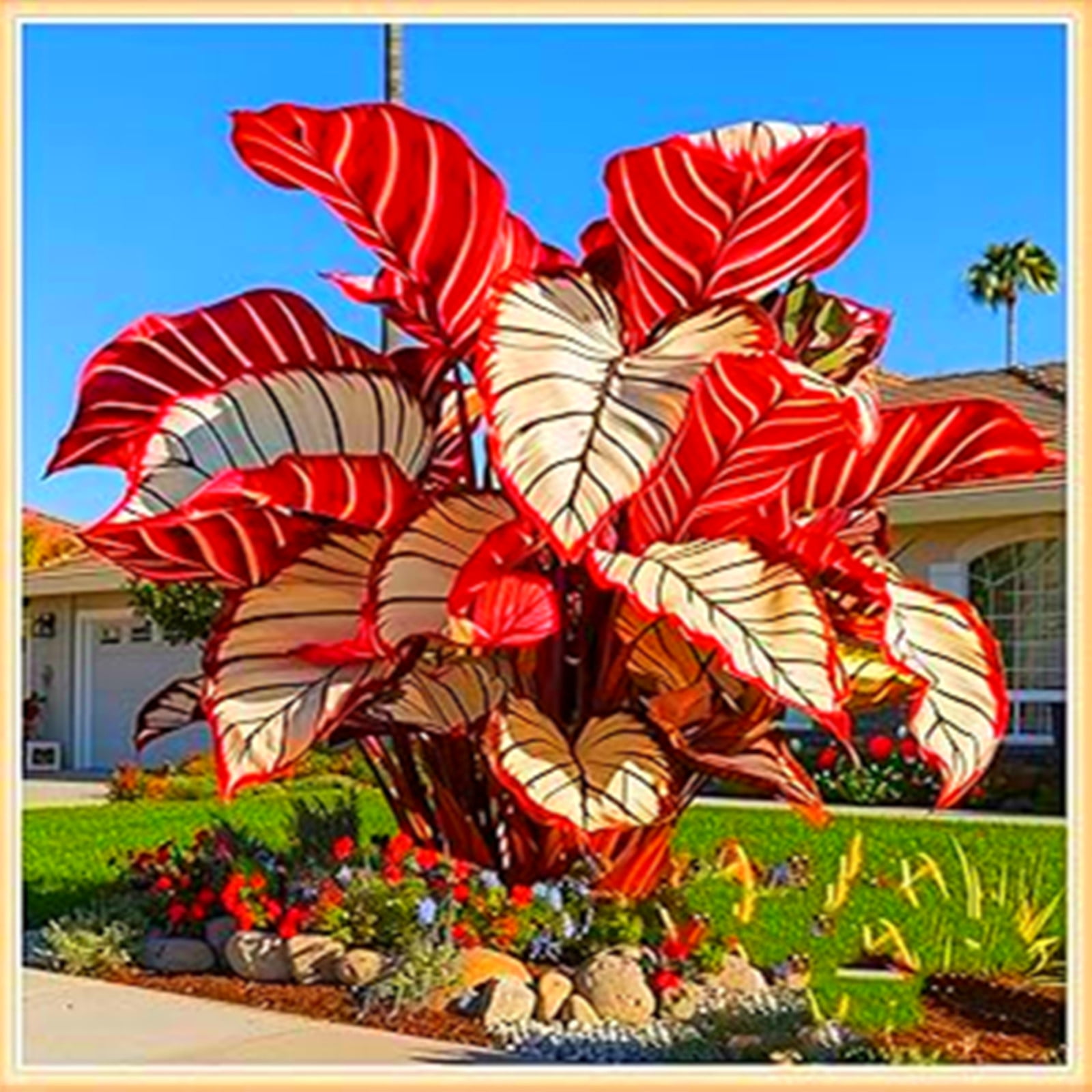 Elephant Ears -Garden Ornaments(Elephant Ears) Exquisite Ornamental ...