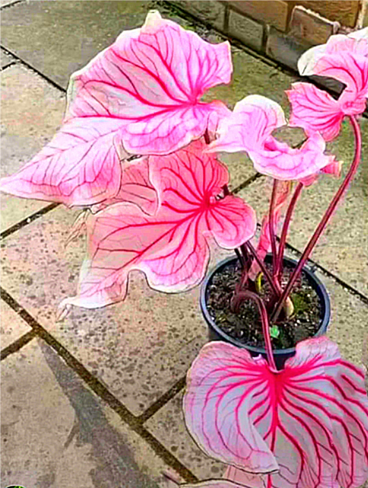 Elephant Ears -Garden Ornaments(Elephant Ears) Exquisite Ornamental Blooms Fast Growing Premium ...