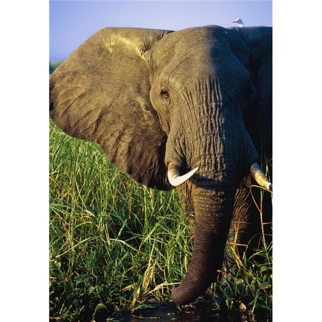 Elephant Eating Reeds On Riverbank Poster Print - Walmart.com
