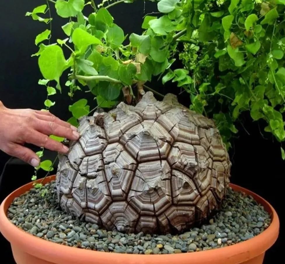 Elephant Foot Plant Seeds for Planting (10 Seeds) - Dioscorea ...