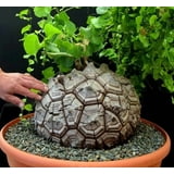 Elephant Foot Plant Seeds for Planting (10 Seeds) - Dioscorea ...