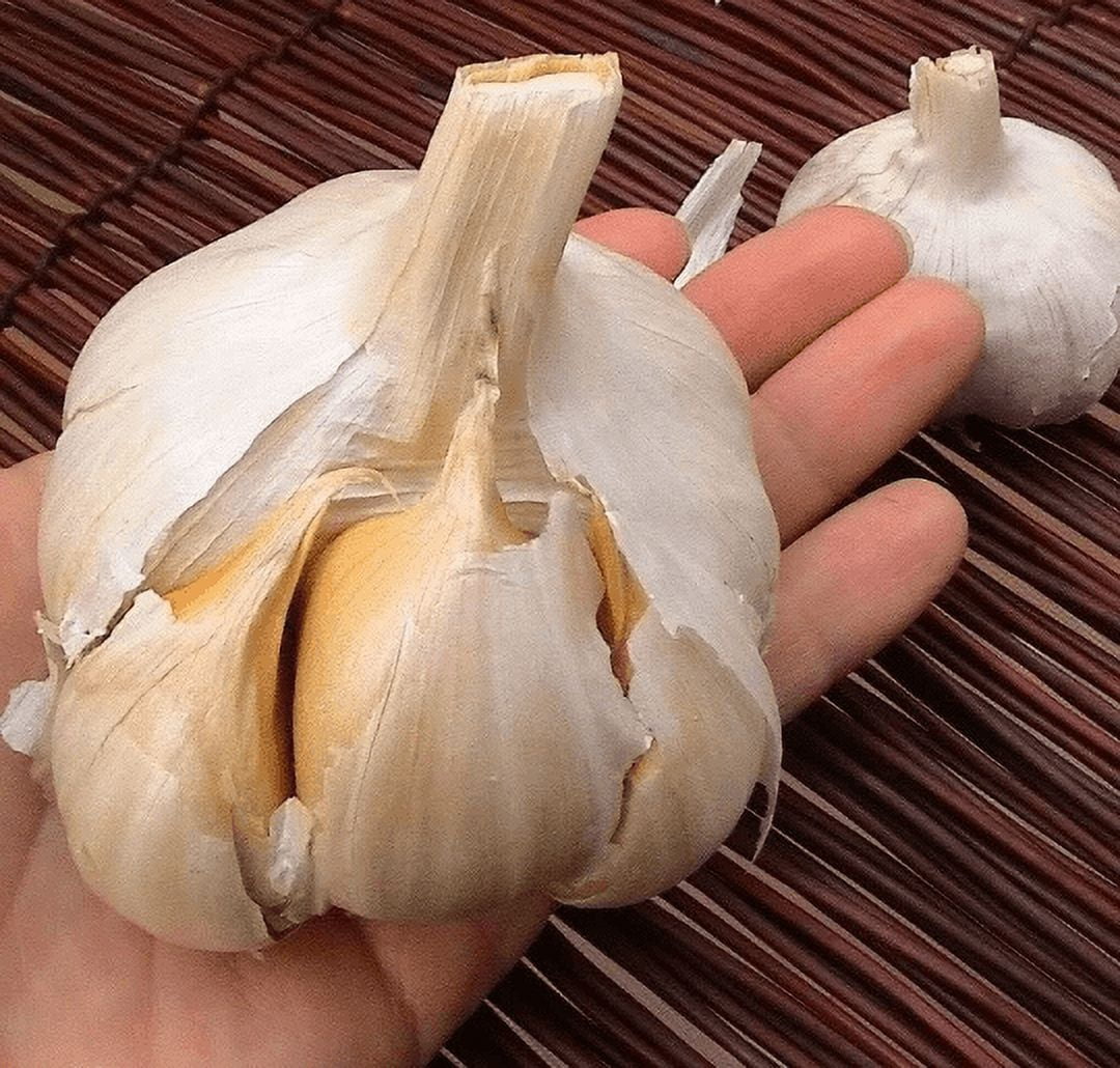 Elephant Garlic 2 Huge Bulbs! Great for Spring Planting! Non GMO Milder ...