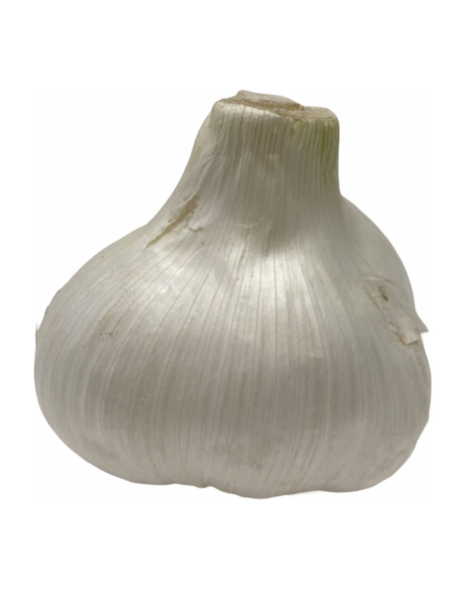 Elephant Garlic (Ajo Elefante) Sorted Bulbs! Great for Fall Planting! 5 ...