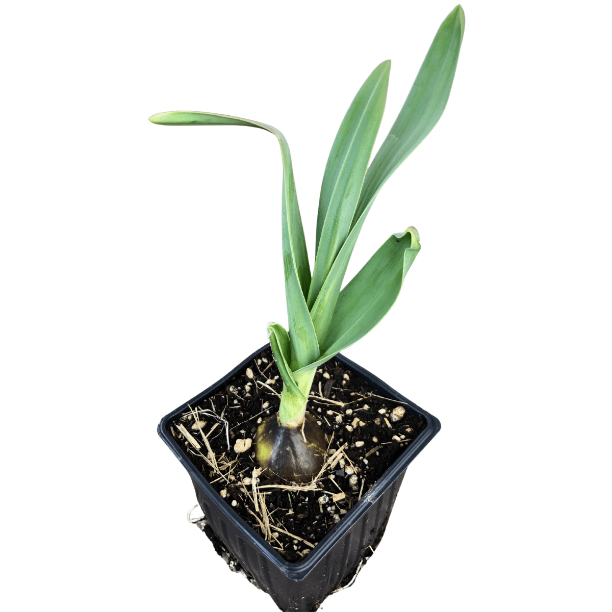 Elephant Garlic (Allium ampeloprasum var. ampeloprasum) Organic Plant ...