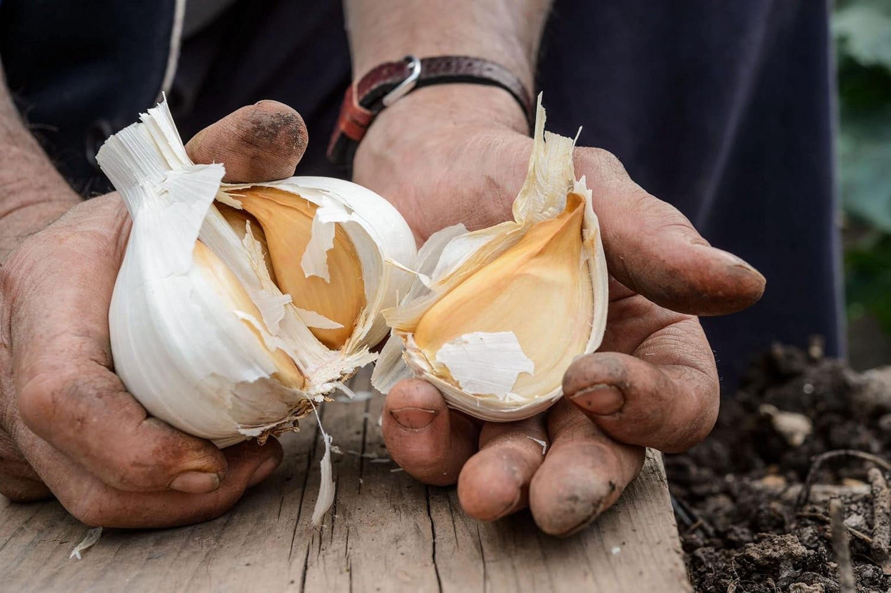 Elephant Garlic. Grown in California. 2 Huge Bulbs. Delicious milder ...