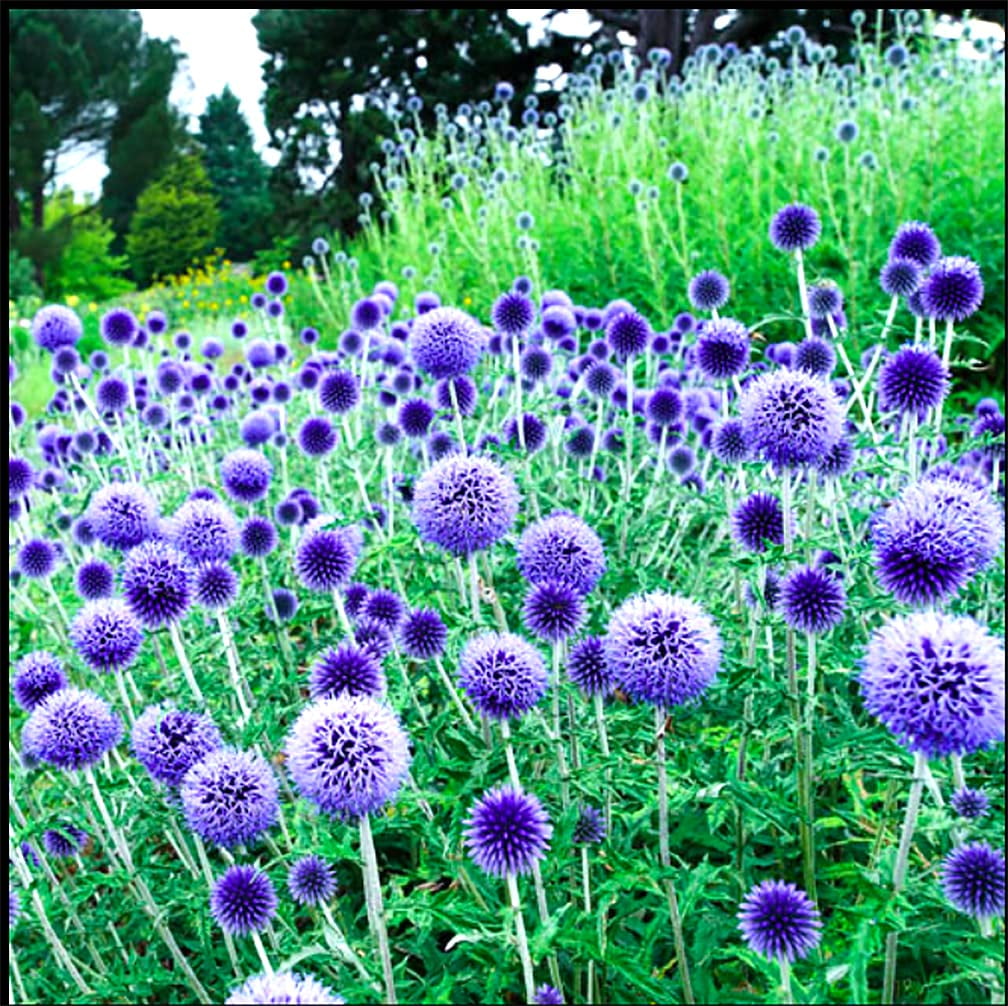 Small Blue Globe AJH3 Thistle - Echinops RIitro - Will Form a Clump ...