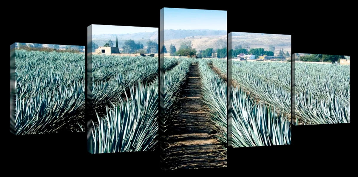 Elephant Stock Agave Farm Wall Art - Horizontal Multi Panel Canvas - 5 ...