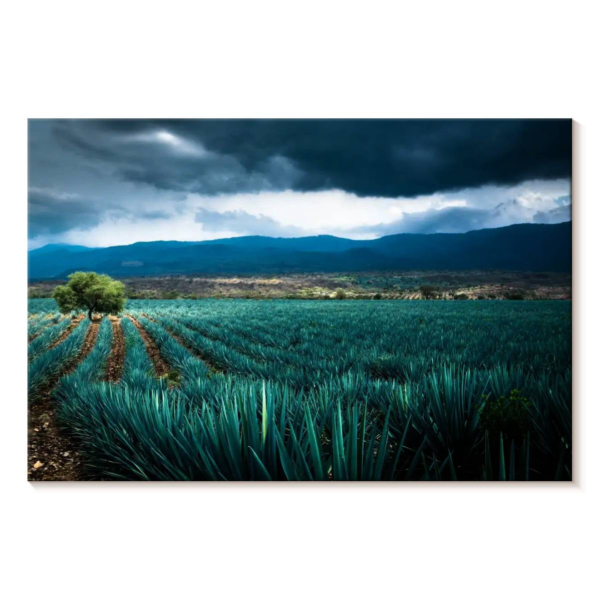 Elephant Stock Agave Plantation At Morning Wall Art - Horizontal Canvas ...