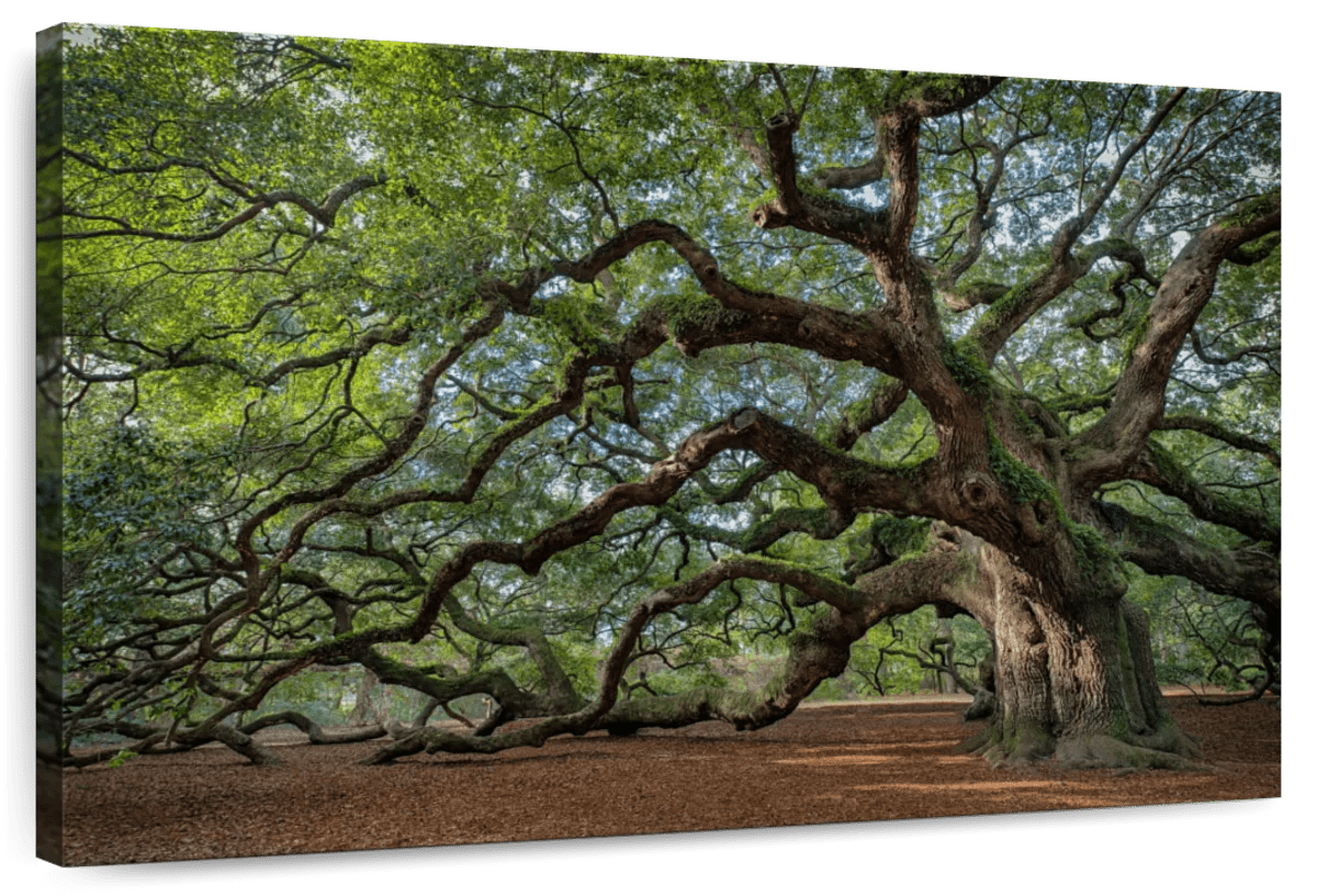 Elephant Stock Angel Oak Tree Wall Art - Horizontal Canvas Wall Art ...