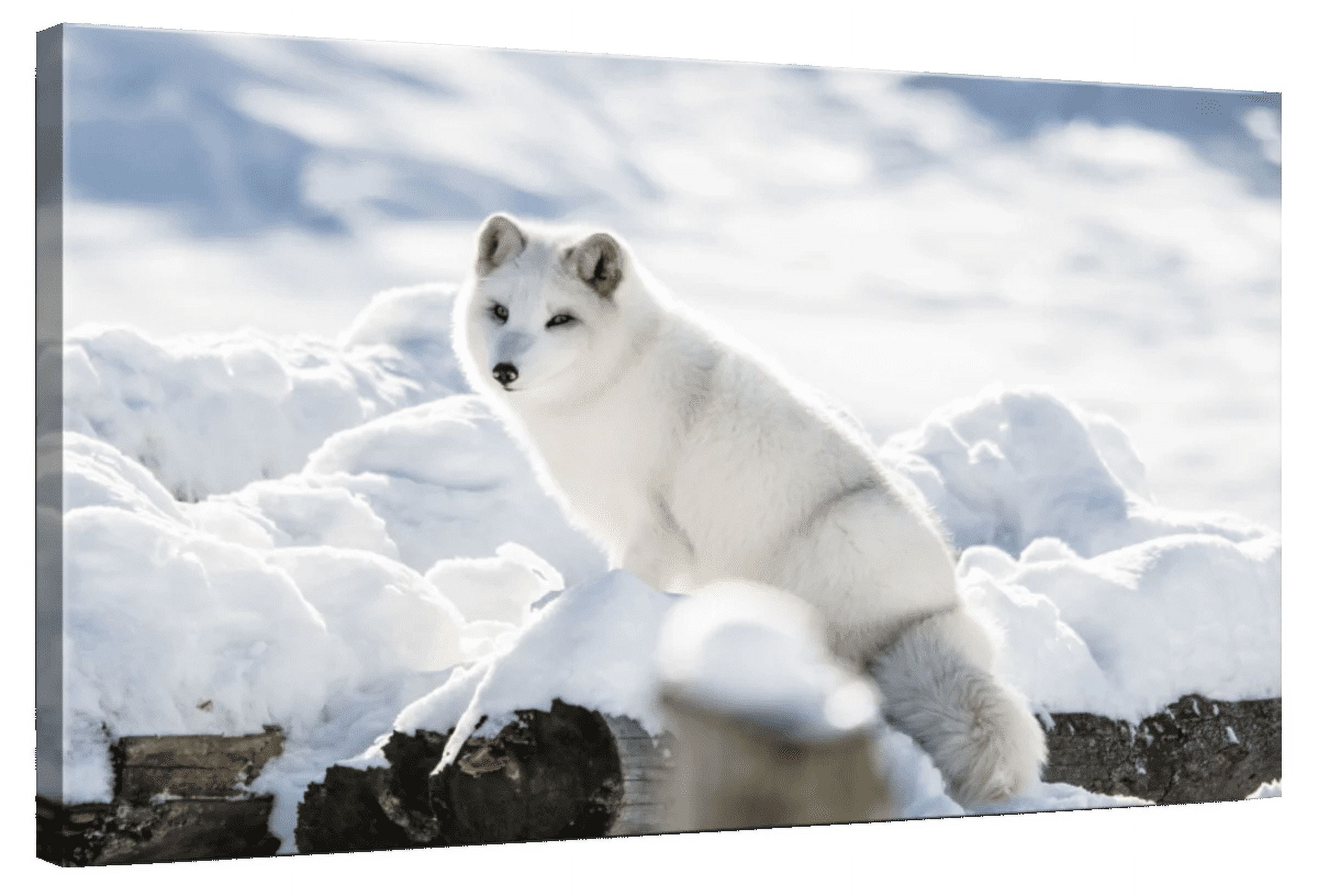 Elephant Stock Arctic Fox Wall Art - Horizontal Canvas Wall Art ...