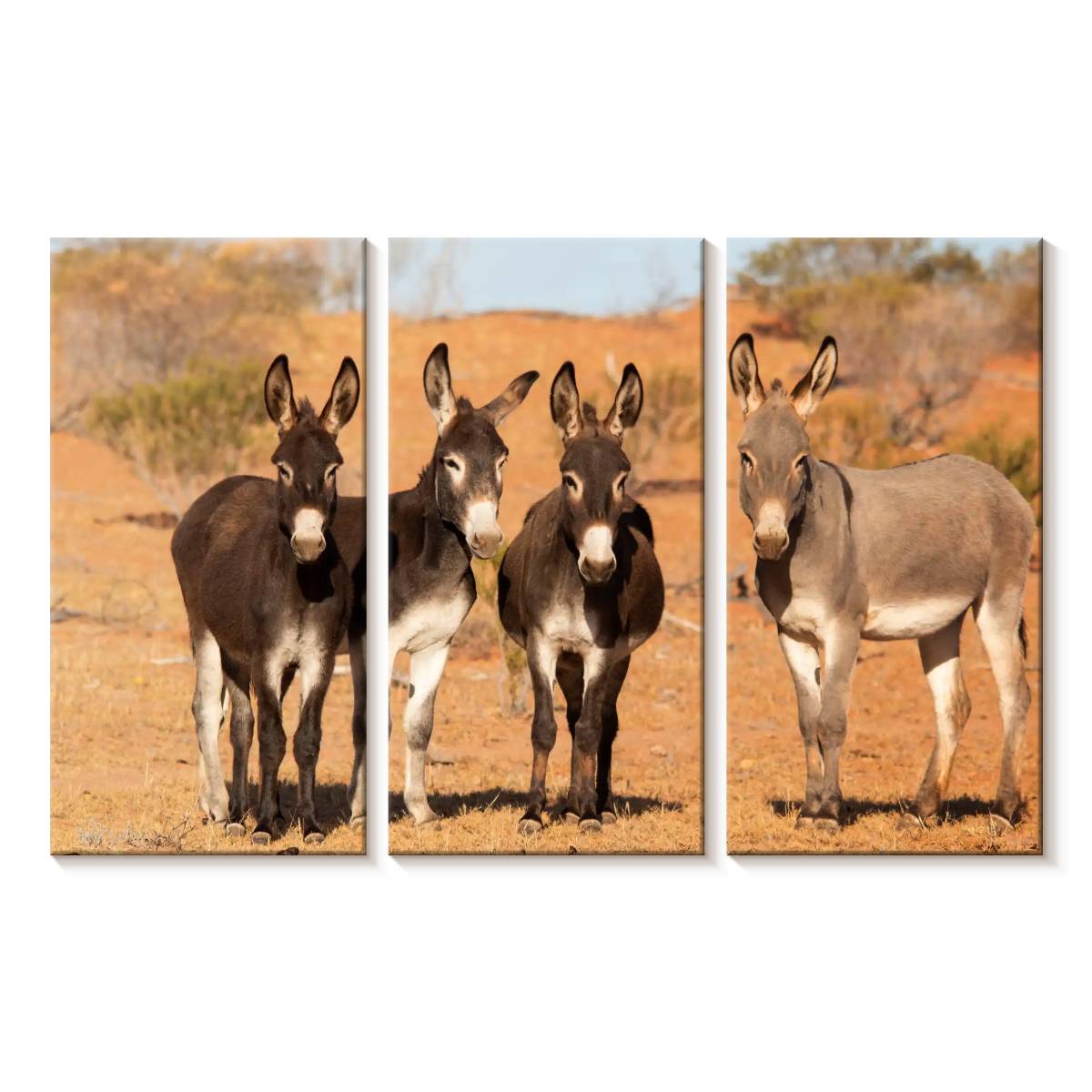 Elephant Stock Australian Outback Donkeys Wall Art - Horizontal Multi ...